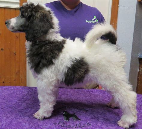 Miniature Parti Poodle Puppies