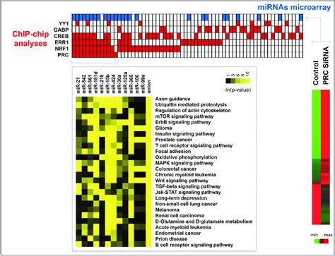integrative analysis of mirna expression and chip chip data mirna