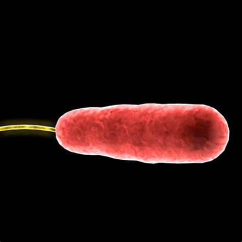D Model Legionella Pneumophila