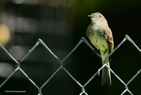 Eastern Phoebe 2739 Birdforum
