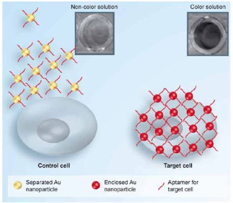 Aptamer Conjugated Gold Nanoparticle Based Colorimetric Assay