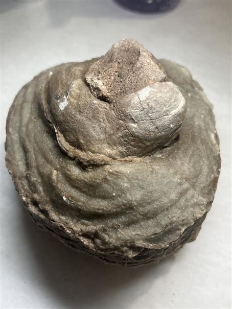 Coprolite R Fossilid