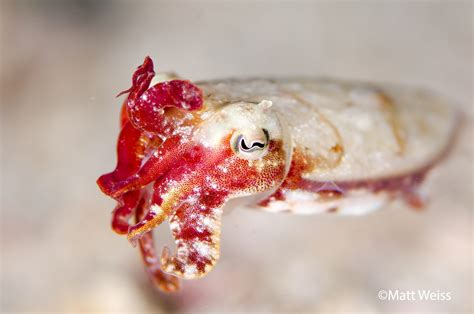 Birds Head Seascape Cuttlefish Sex In Triton Bay By Matt Weiss Bird