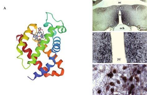 Crystal Structure Of Murine Neuroglobin Ngb 52 And Photomicrographic