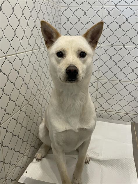 대구강아지가정분양 노르웨이숲분양 천안강아지분양 이탈리안그레이하운드분양 댕댕이 털잘안빠지는강아지 포메라니안가격 보더콜리분양가 치즈