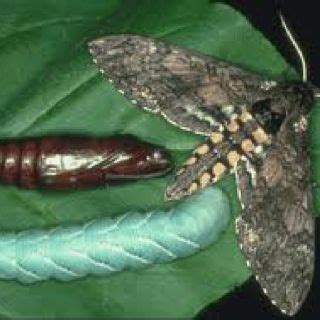 Tomato Hornworm Life Cycle Efficacious Blogged Picture Show