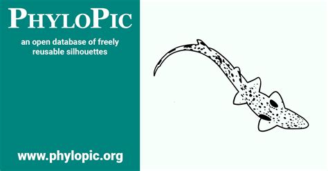 Hemiscyllium Ocellatum By Andy Wilson Cc0 10 Phylopic
