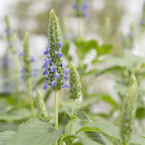 Semillas De Chia Salvia Hispanica The Original Garden