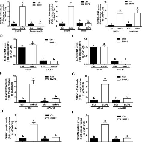 Smad1 And Smad5 Mediate The Bmp2 Induced Upregulation Of Grem2 In Svog