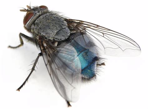 Blow Fly Prevention Tips And Techniques Servitix Pest Control