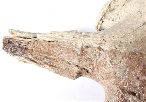 Fossilized Montana Occidentalis Buffalo Skull