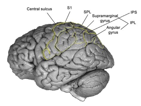 Chapter 14 Parietal Lobe Flashcards Quizlet