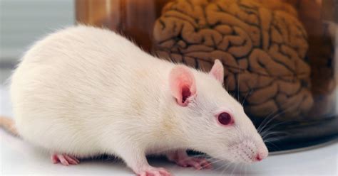 Theres A New Weirdest Way To Play Doom Using Rat Neurons Grown In A Jar Rock Paper Shotgun