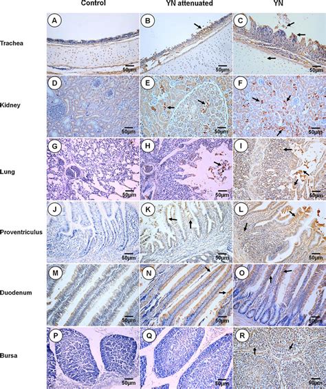 Immunohistochemical Detection Of Ibv Antigens At 7 Dpi Black Arrows Download Scientific