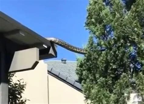 Australia Python On Home Watch 16 Feel Python Slithers Across Homes