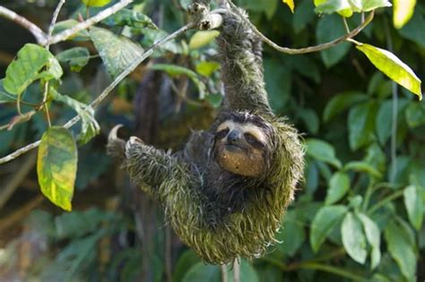 8 Facts You Probably Didnt Know About Sloths Anatomy — The Sloth