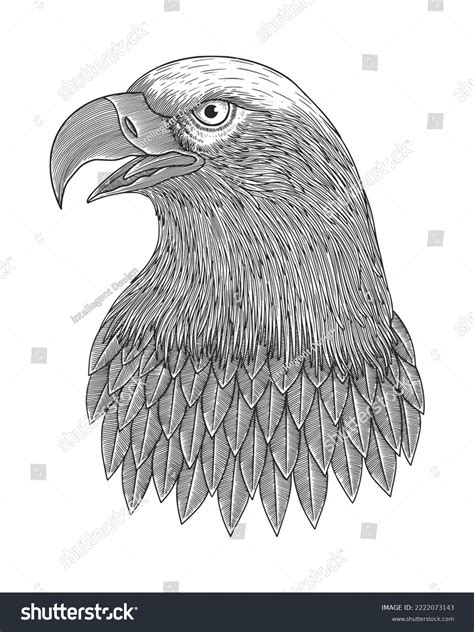 Bald Eagle Head Vector Vintage Engraving Stock Vector Royalty Free