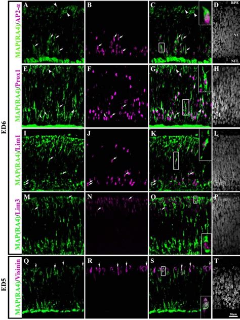 Map Ra4 Is Expressed In All Neuronal Retinal Precursor Types Download Scientific Diagram