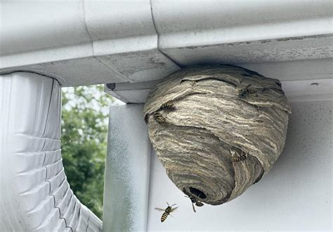 What Does A Wasp Nest Look Like Know How To Identify One