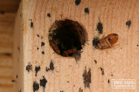 Bed Bug Gallery Bed Bug FoundationBed Bug Foundation