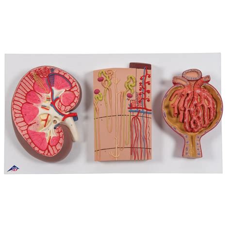 Anatomical Models For Students And Teachers