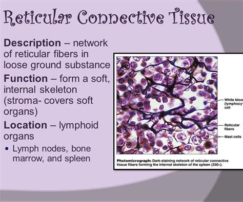 Reticular Connective Tissue
