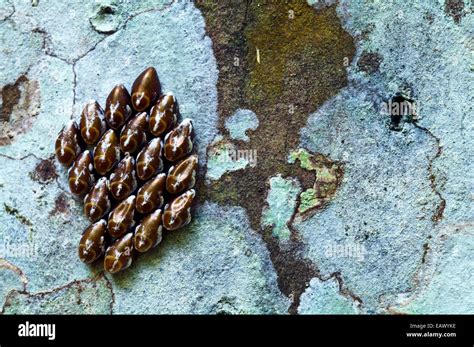 A Cluster Of Butterfly Eggs Attached To A Tree Trunk In The Amazon