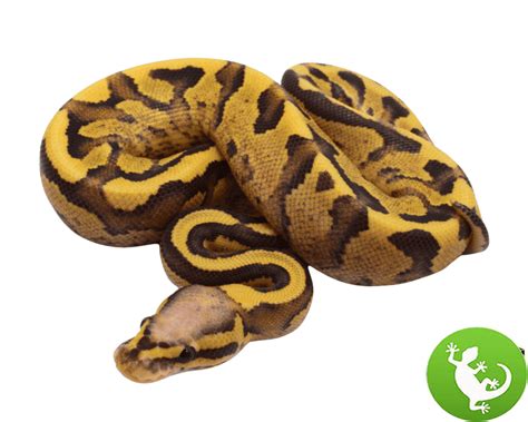 Vanilla Cream Ball Python Ultimate Reptile