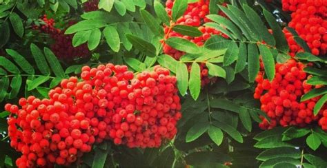 How To Identify A Tree With Red Berries Gardeners Magazine