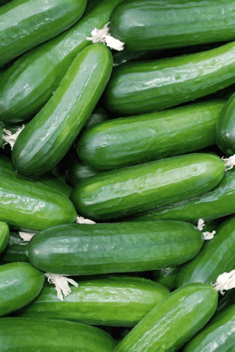 15 Different Types Of Cucumbers With Pictures