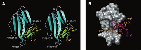 Solution Structure Of The Hapep Btx Complex A Ribbon Diagram Of The