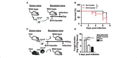 B10 Cells Promoted The Clearance Of C Albicans A Adoptive