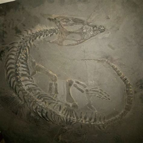 Fossil Nothosaurus Is It Real How To Recognize Fossil Fabrications