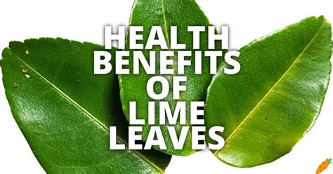 Potential Health Benefits Of Lime Leaves