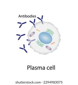 Plasma Cells Labeled