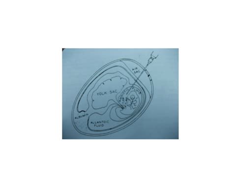 Egg Exerciseppt Pptx