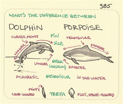 Whats The Difference Between A Dolphin And A Porpoise Sketchplanations