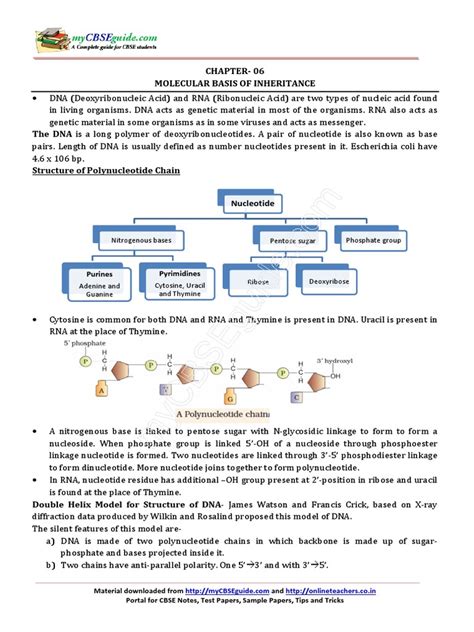 12 Biology Notes Ch06 Molecular Basis Of Inheritance Genetic Code Translation Biology