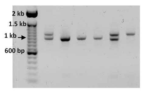 Morphological And Molecular Characterization Of A New Self Compatible