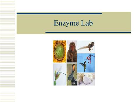 PPT Enzyme Lab PowerPoint Presentation Free Download ID 2217876