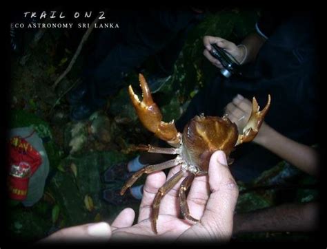 Batadobalena Routable Guide Image © Aravinda Ravibhanu 2013 Download Scientific Diagram