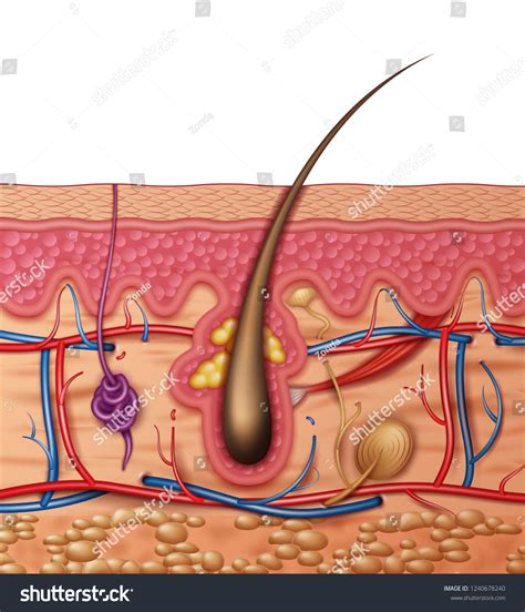 Reticular And Papillary Layers Stock Vectors Images Vector Art Shutterstock