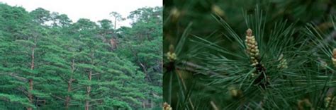 한국의 알레르기식물 한국 꽃가루알레르기 연구협회