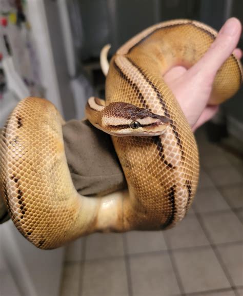 houdini my ghi pastel genetic stripe buddy r ballpython
