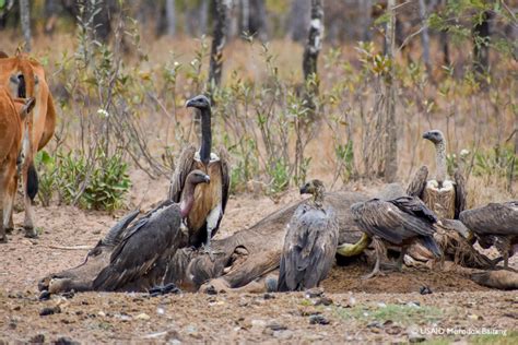 តួនាទីសត្វត្មាតជាអ្នកសម្អាតបរិស្ថាន តាមរយៈការស៊ីសាកសពសត្វជាចំណីអាហារ សុីសុីថាមស៍