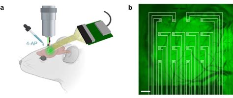 6 Multimodal Recording Setup A Schematic Of The In Vivo Recording Download Scientific