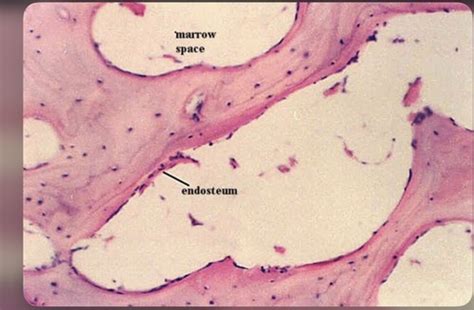 Osseous Tissue Connective Flashcards Quizlet