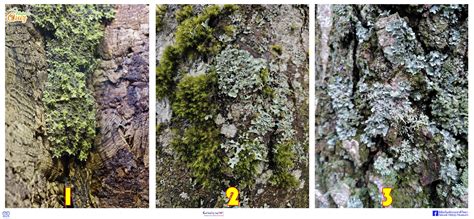 พิพิธภัณฑ์ธรรมชาติวิทยา Natural History Museum อ๊บ อ๊บ อ๊บ อยู่ไหน ๆ มองเห็นไหม มีกบซ่อน