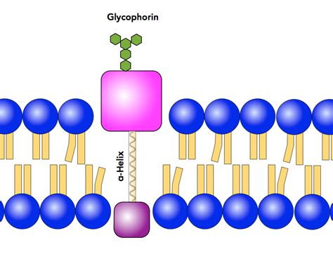 Glycophorin