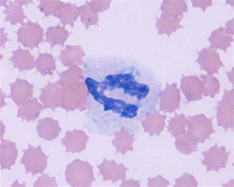 Equine Blood Lymphocytes